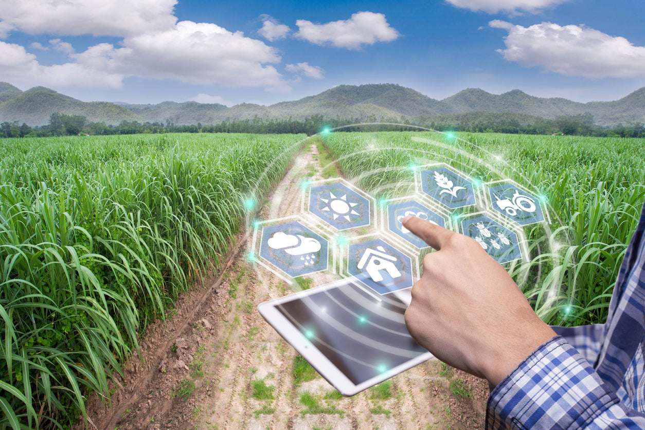 Crop Health Consulting – SkyFarmers